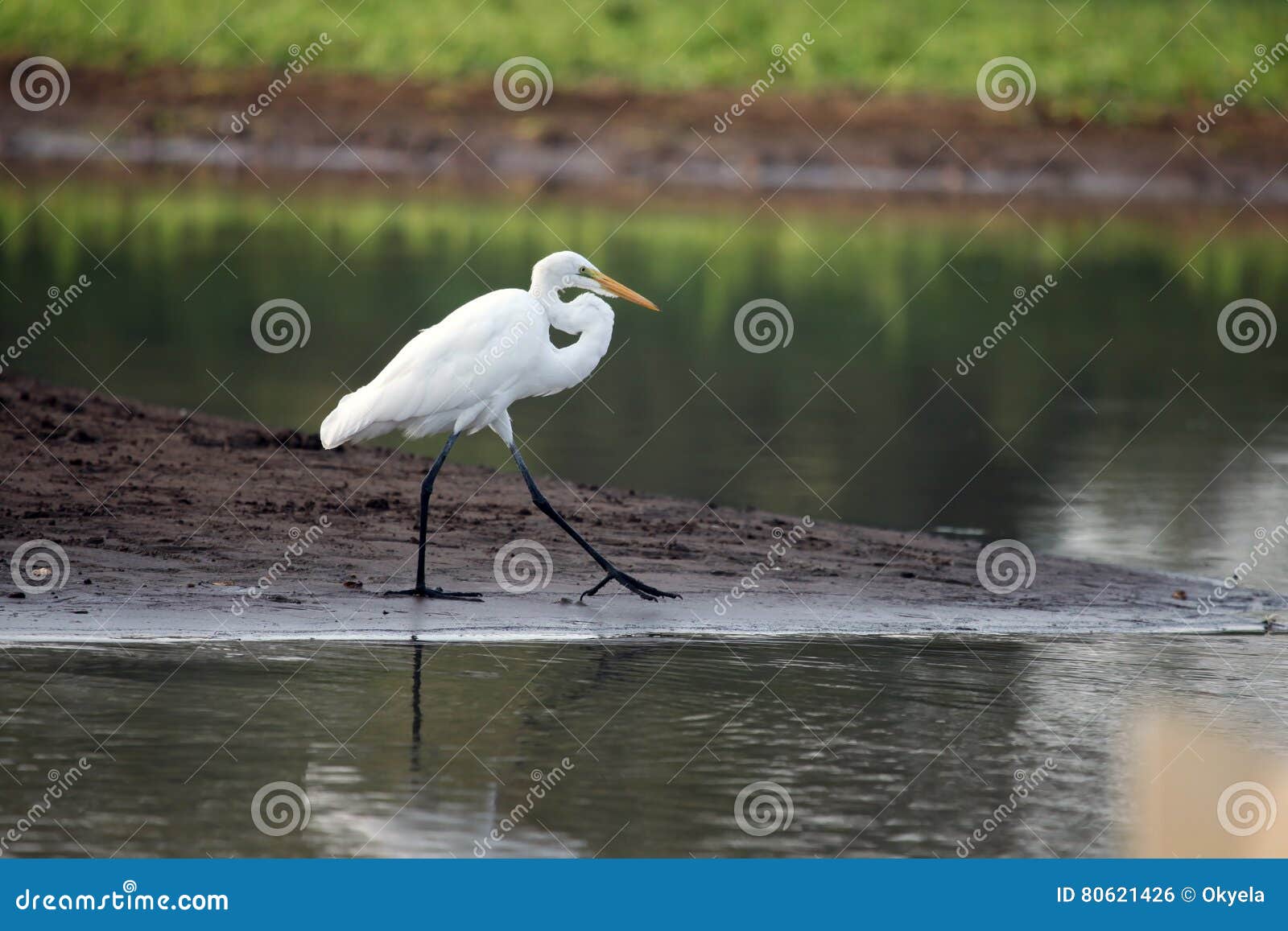 De Witte Reiger is Op Het Rivierstrand in Costa Rica Stock Foto - Image ...