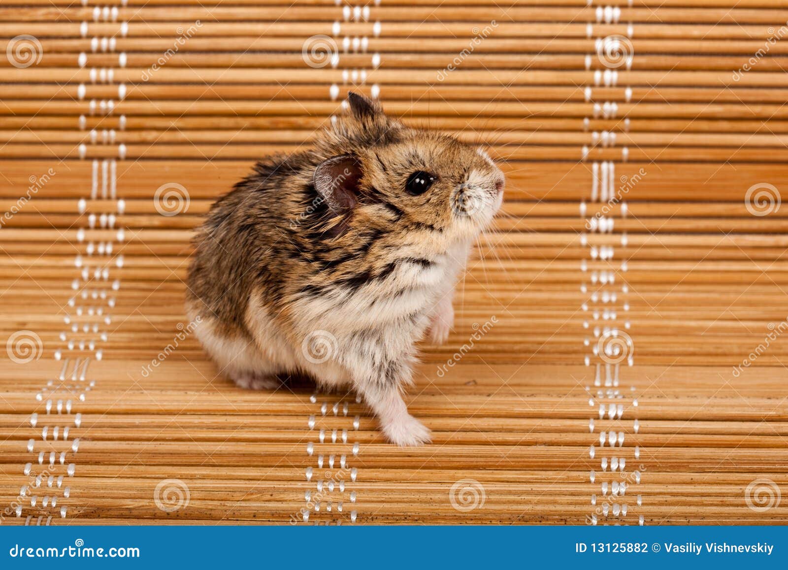 De Witte Russische DwergHamster Van De Winter Stock Foto - Image of ...