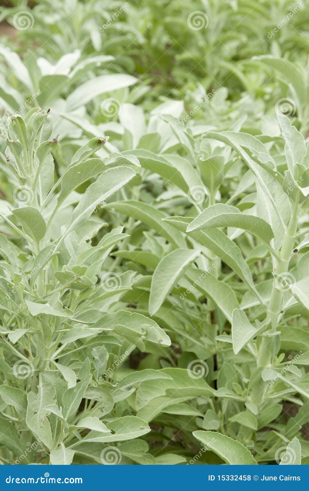 De Witte Salie Van Het Kruid Stock Foto - Image of groen, nave: 15332458