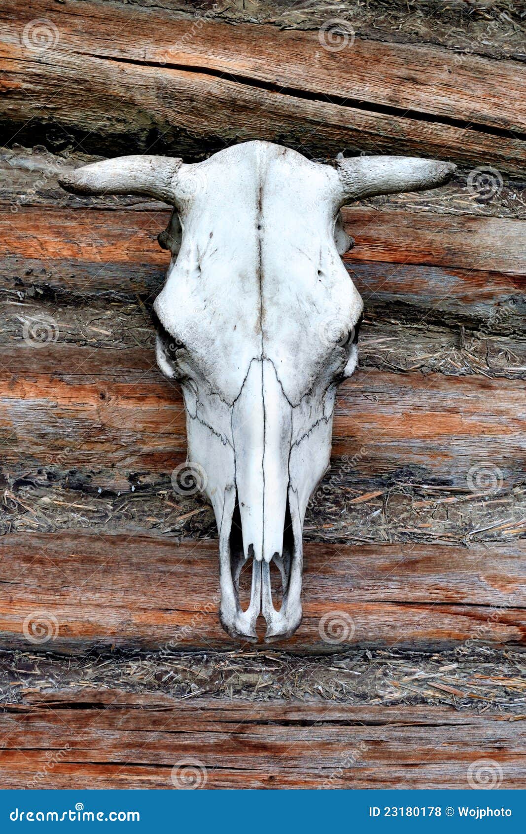 De Witte Schedel Van De Koe Stock Foto - Image of gehoornd, staar: 23180178