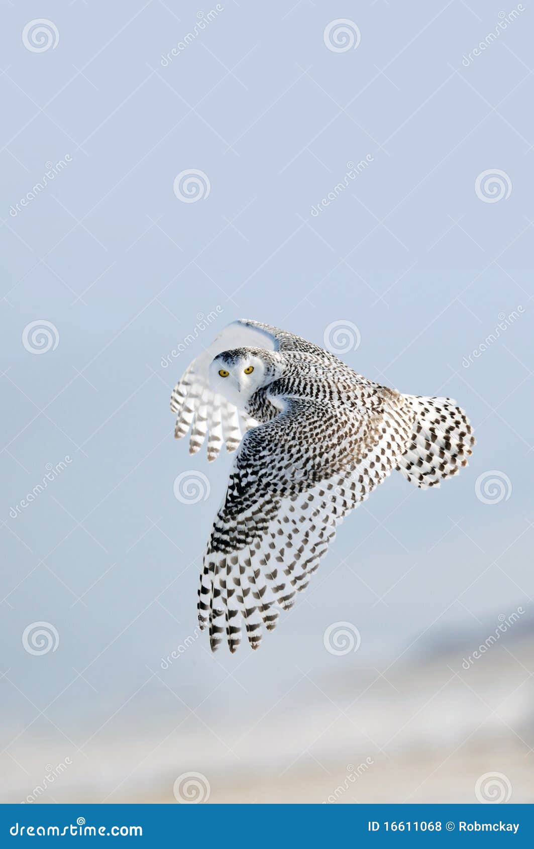 De Witte Sneeuw in-Flight Uilen Van De Winter Stock Foto - Image of ...