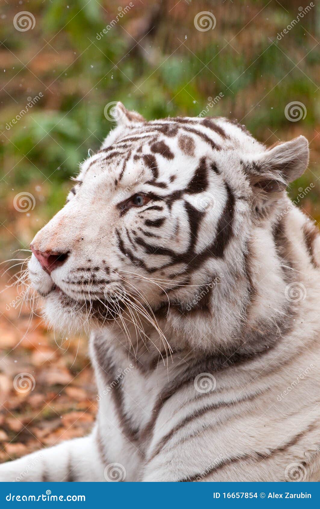 De Witte Tijger Van Bengalen Stock Foto - Image of neus, mooi: 16657854