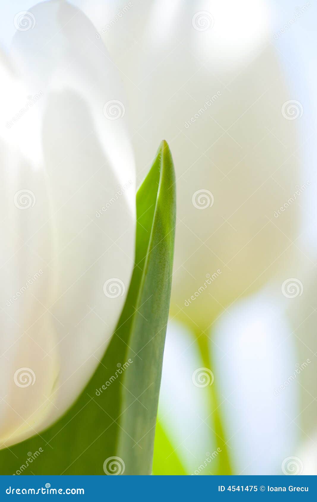 De Witte Tulpen Met Groen Doorbladert Stock Afbeelding - Image of groen ...