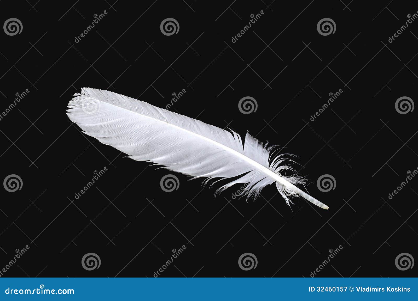 De Witte Veer Van Een Vogel Stock Afbeelding - Image of vogels, dier ...