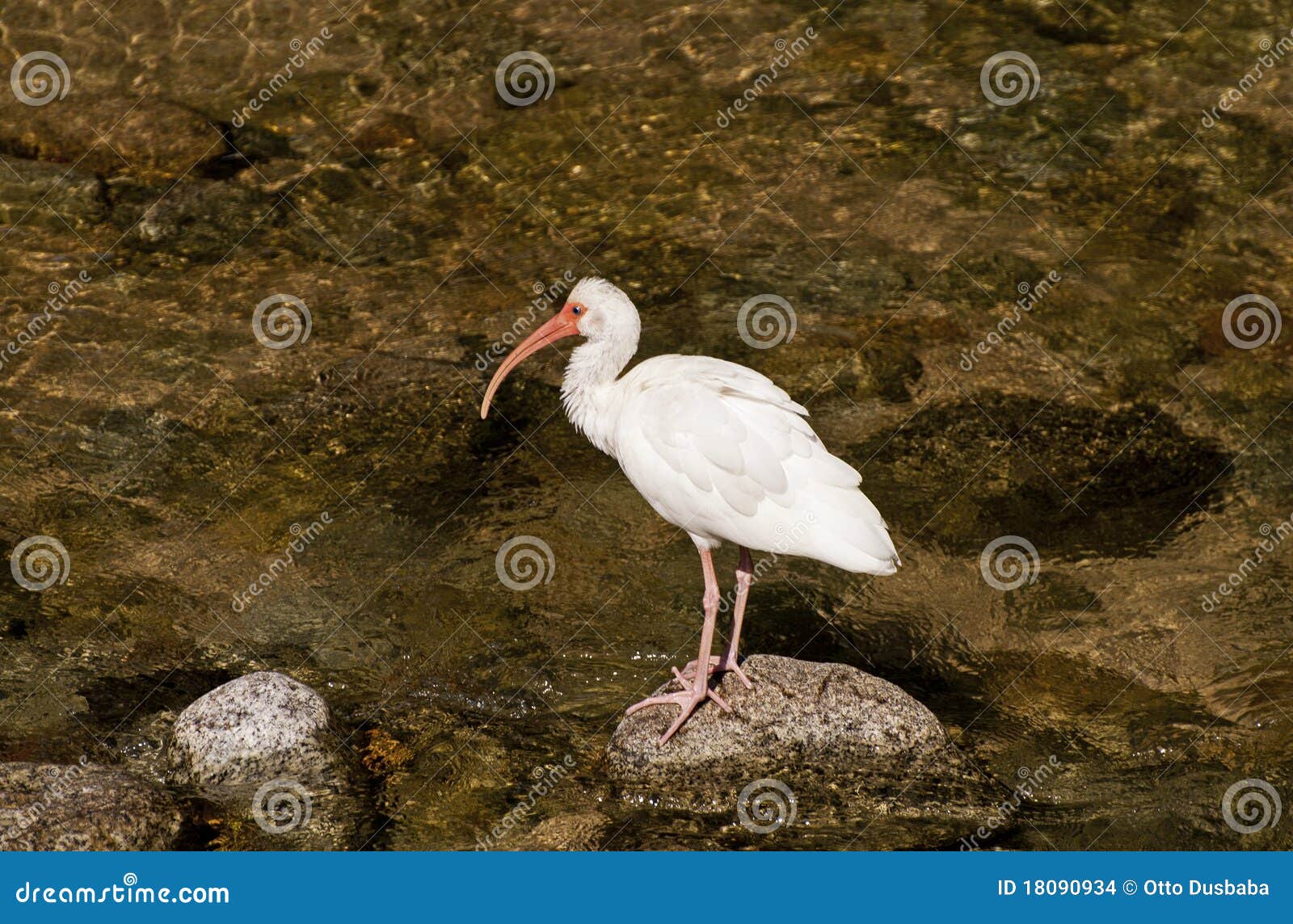 De Witte Vogel Die Van De Ibis in Een Rivier Vist Stock Foto - Image of ...