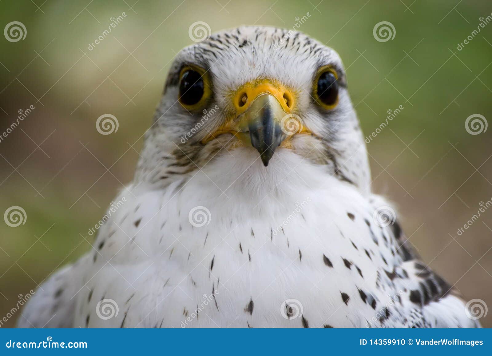 De witte vogel van de Valk stock foto. Image of adelaar - 14359910