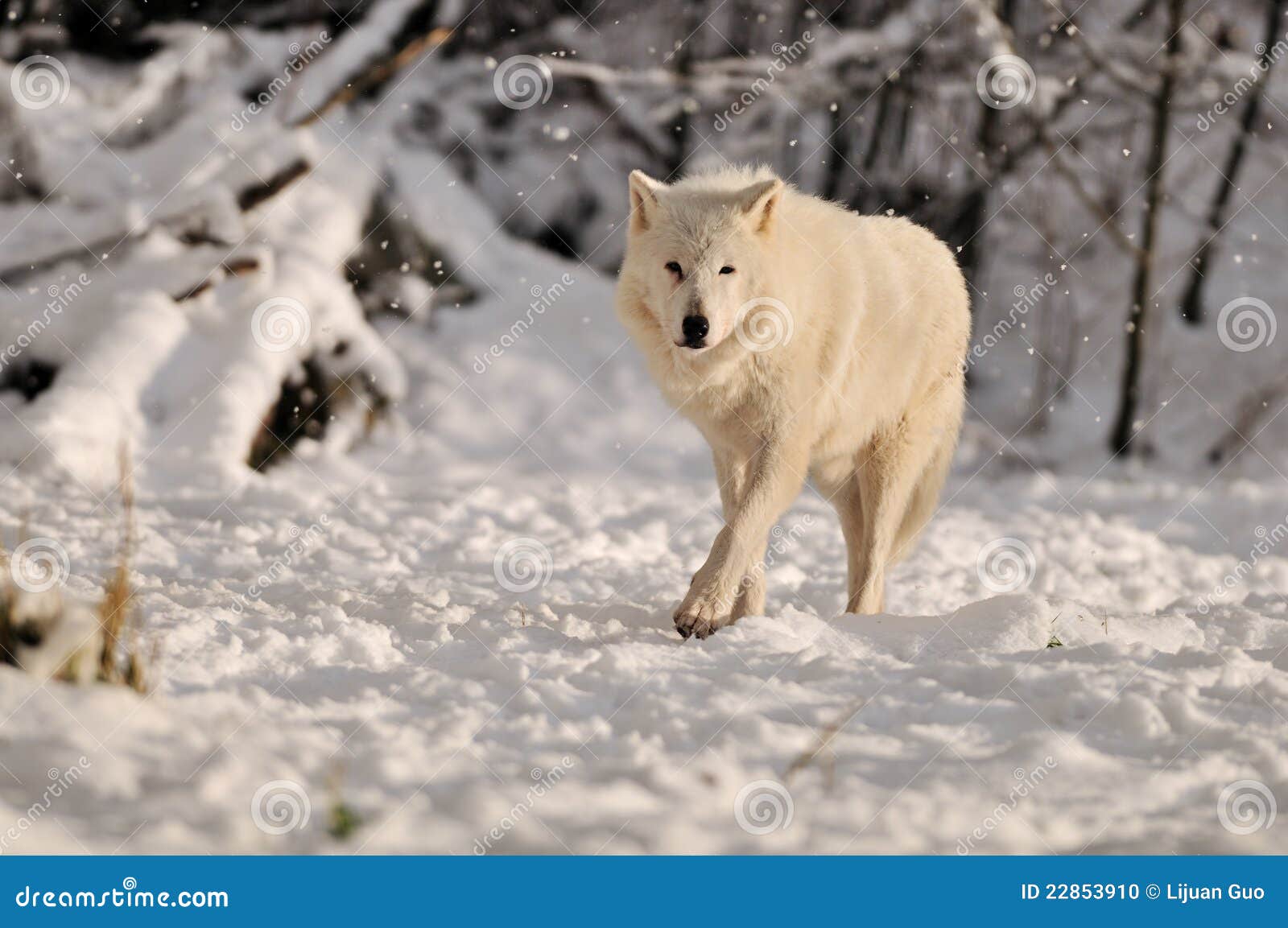 De Witte Wolf Van Het Hout in Sneeuw Stock Foto - Image of wolf ...