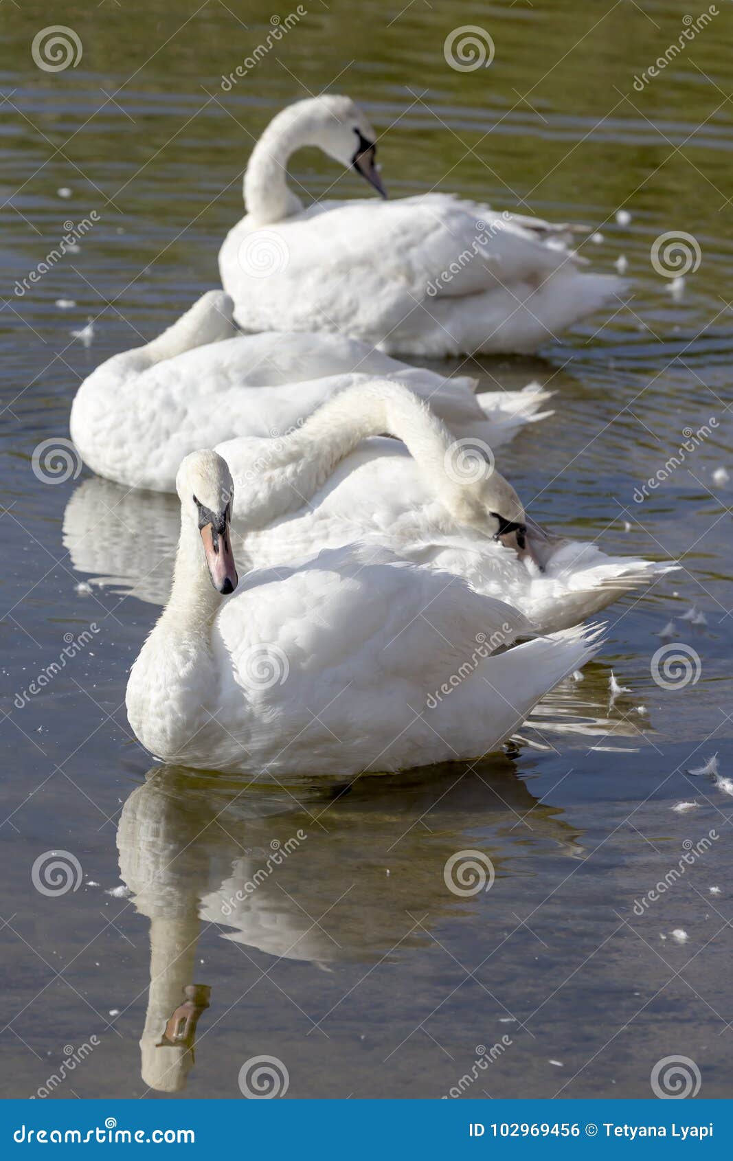 De witte zwanen stock foto. Image of buiten, veer, mooi - 102969456