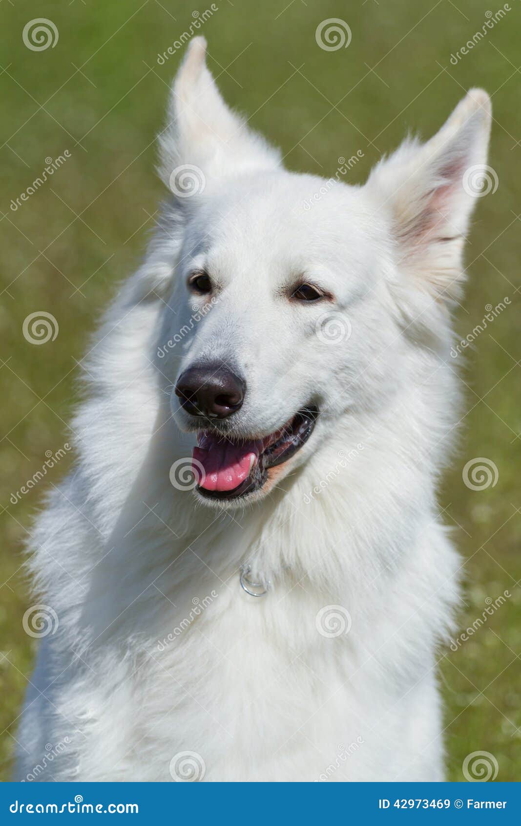 De Witte Zwitserse Hond Van De Herder Stock Afbeelding - Image of mooi ...