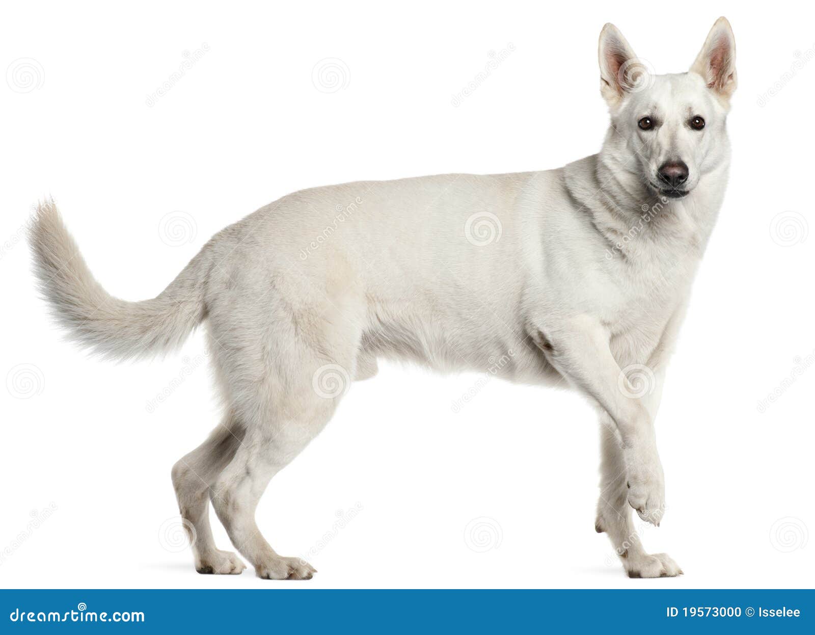 De Witte Zwitserse Hond Van De Herder, Status Stock Foto - Image of ...