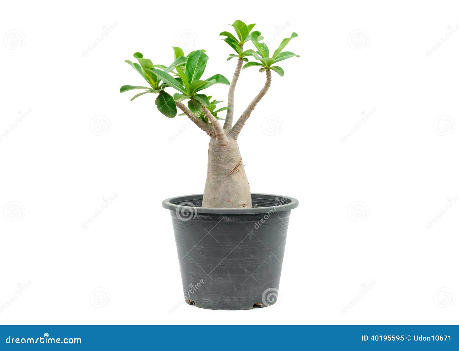 De Woestijn Nam Bomen in Potten Toe Stock Afbeelding - Image of tuin ...