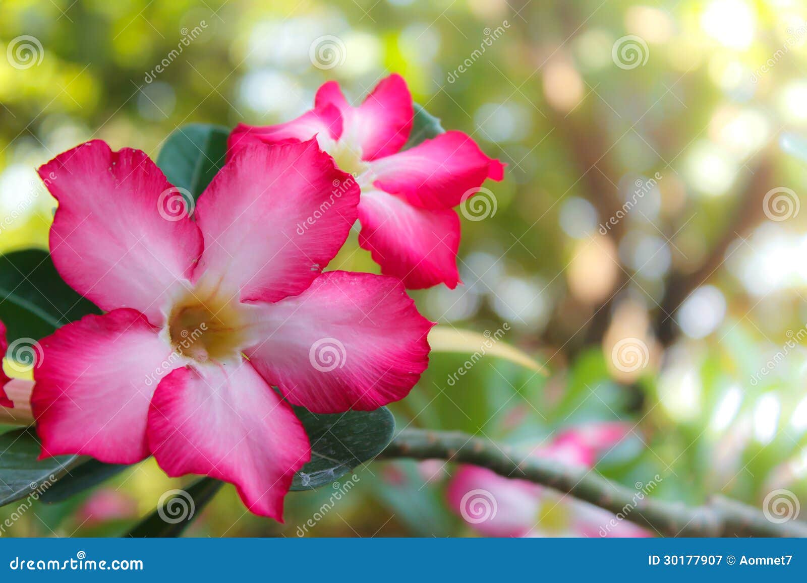 De woestijn nam toe stock afbeelding. Image of roze, roos - 30177907