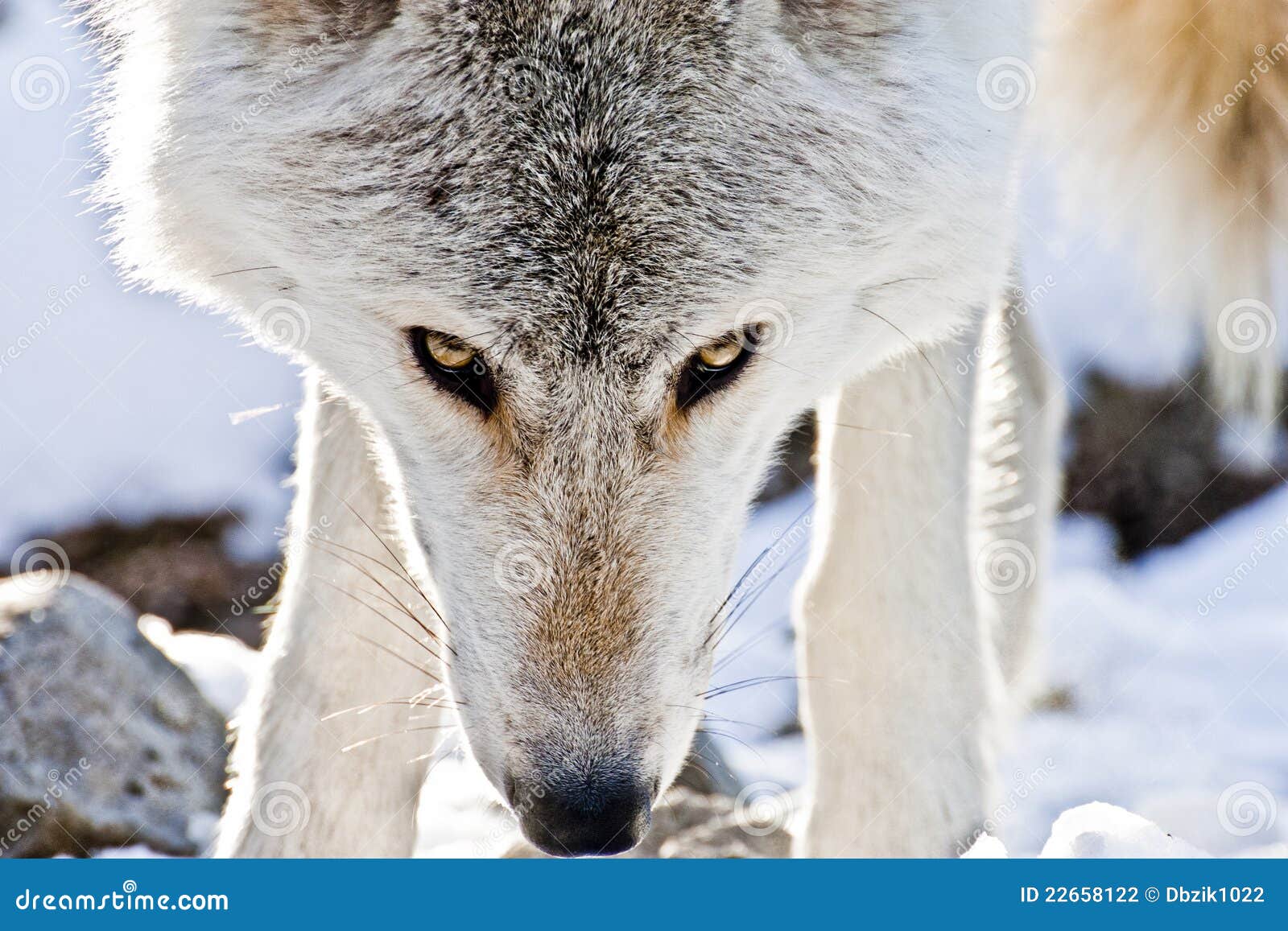 De wolf staart stock foto. Image of wolven, jacht, wolf - 22658122