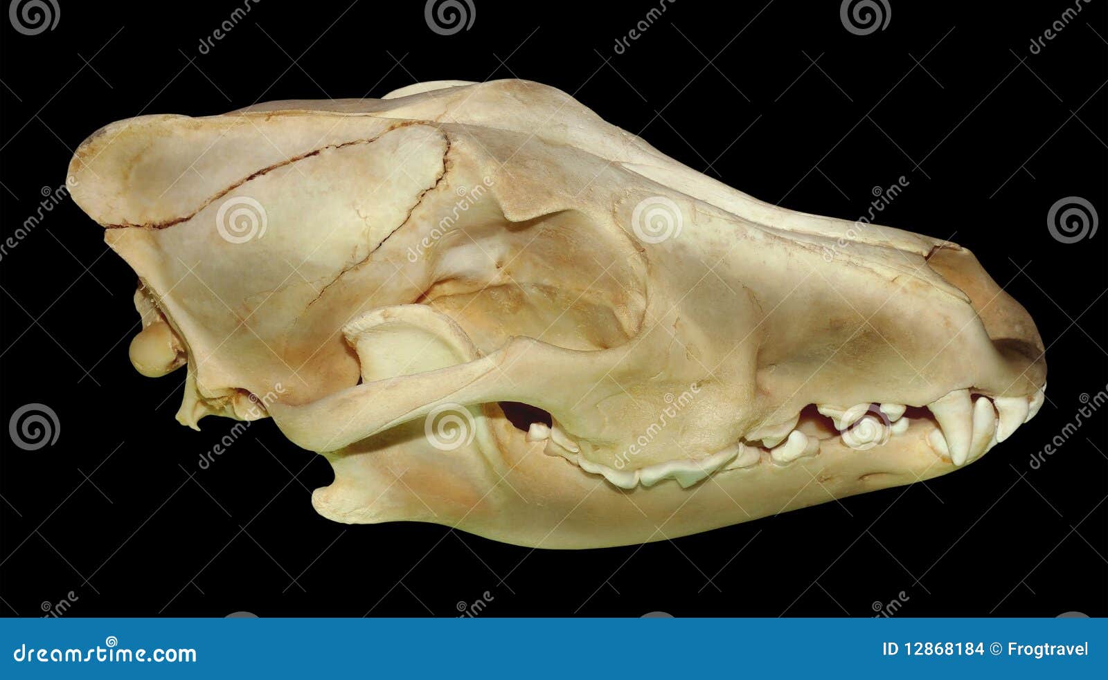 De wolf van de schedel stock foto. Image of tanden, dier - 12868184