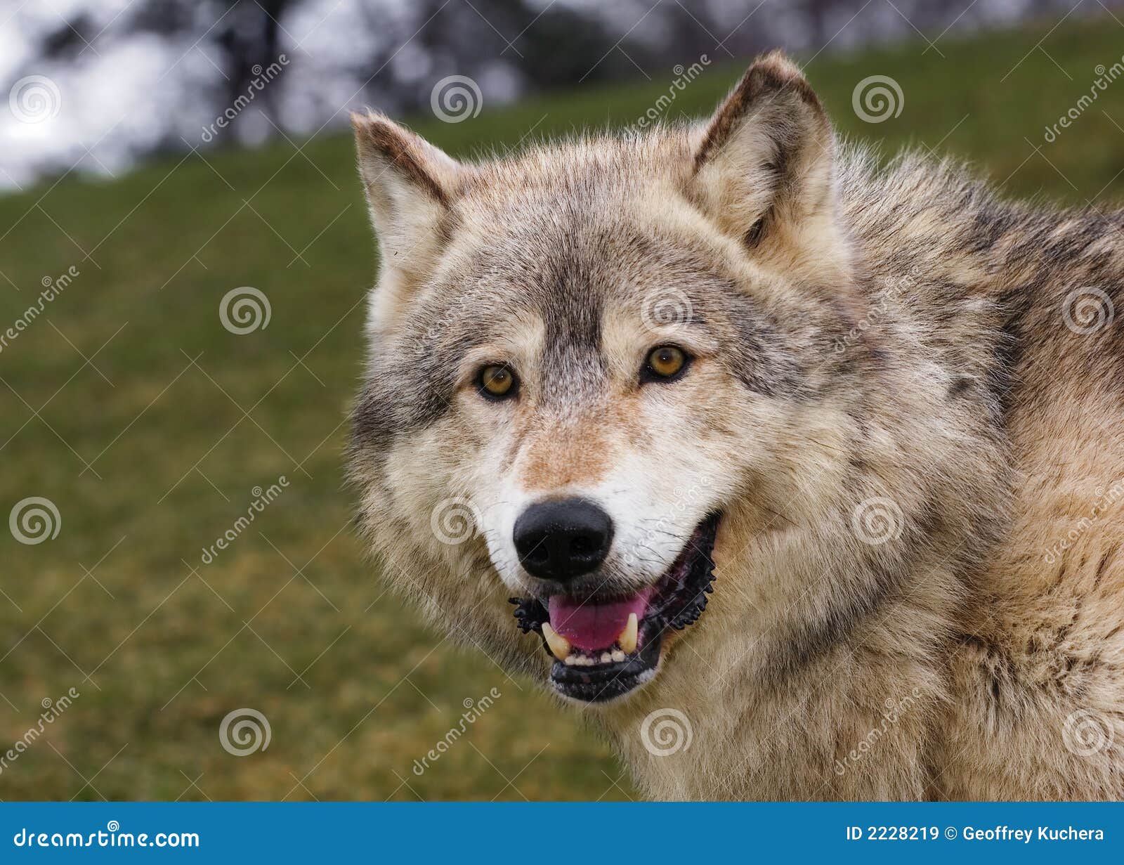 De Wolf Van Het Hout Staart Met Heuvel Stock Afbeelding - Image of ...