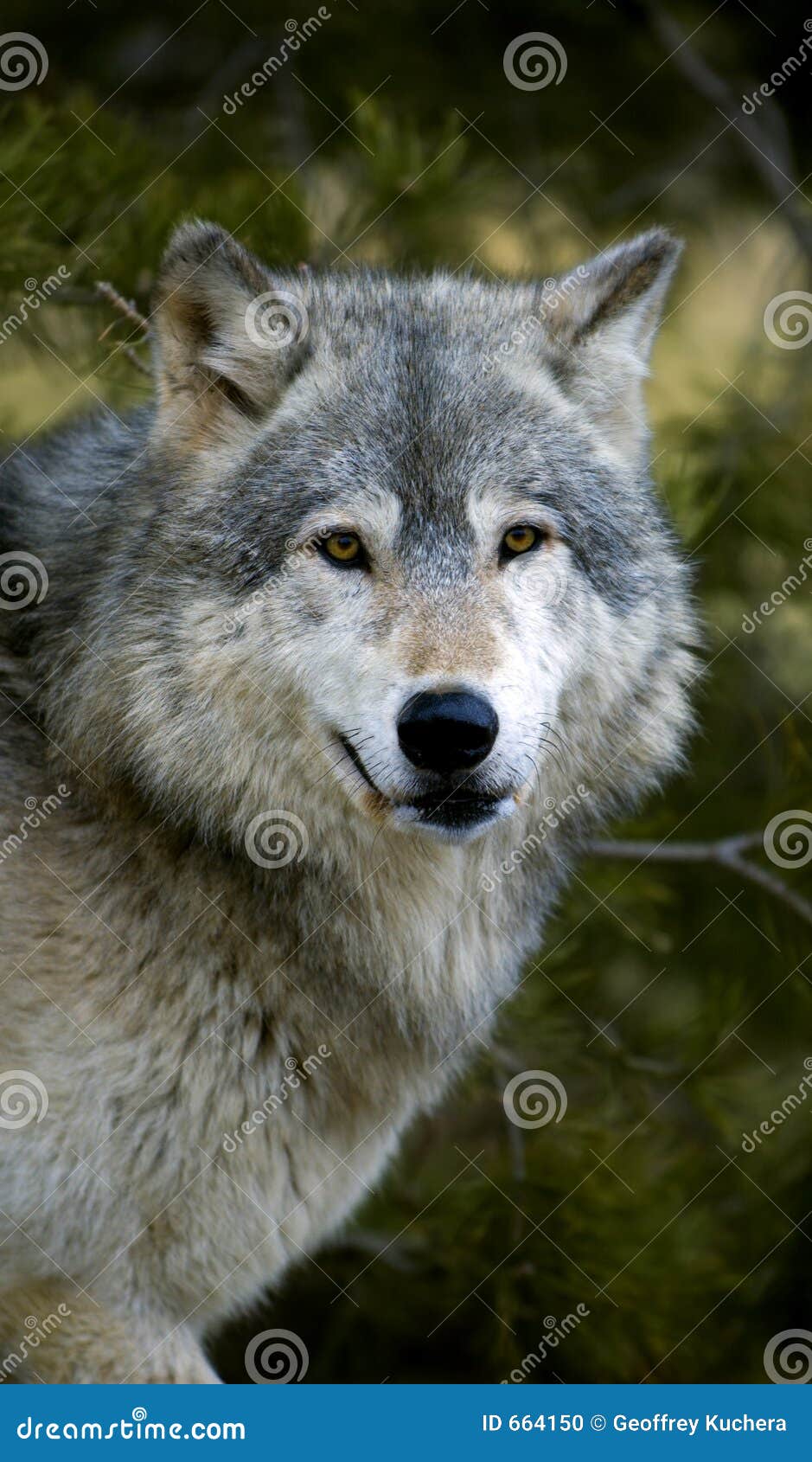 De Wolf Van Het Hout (wolfszweer Canis) Staart Stock Foto - Image of ...