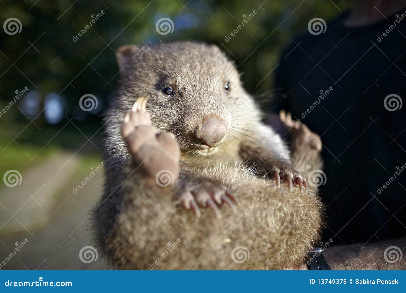 De Wombat Australië Van De Baby Stock Foto - Image of agressief ...