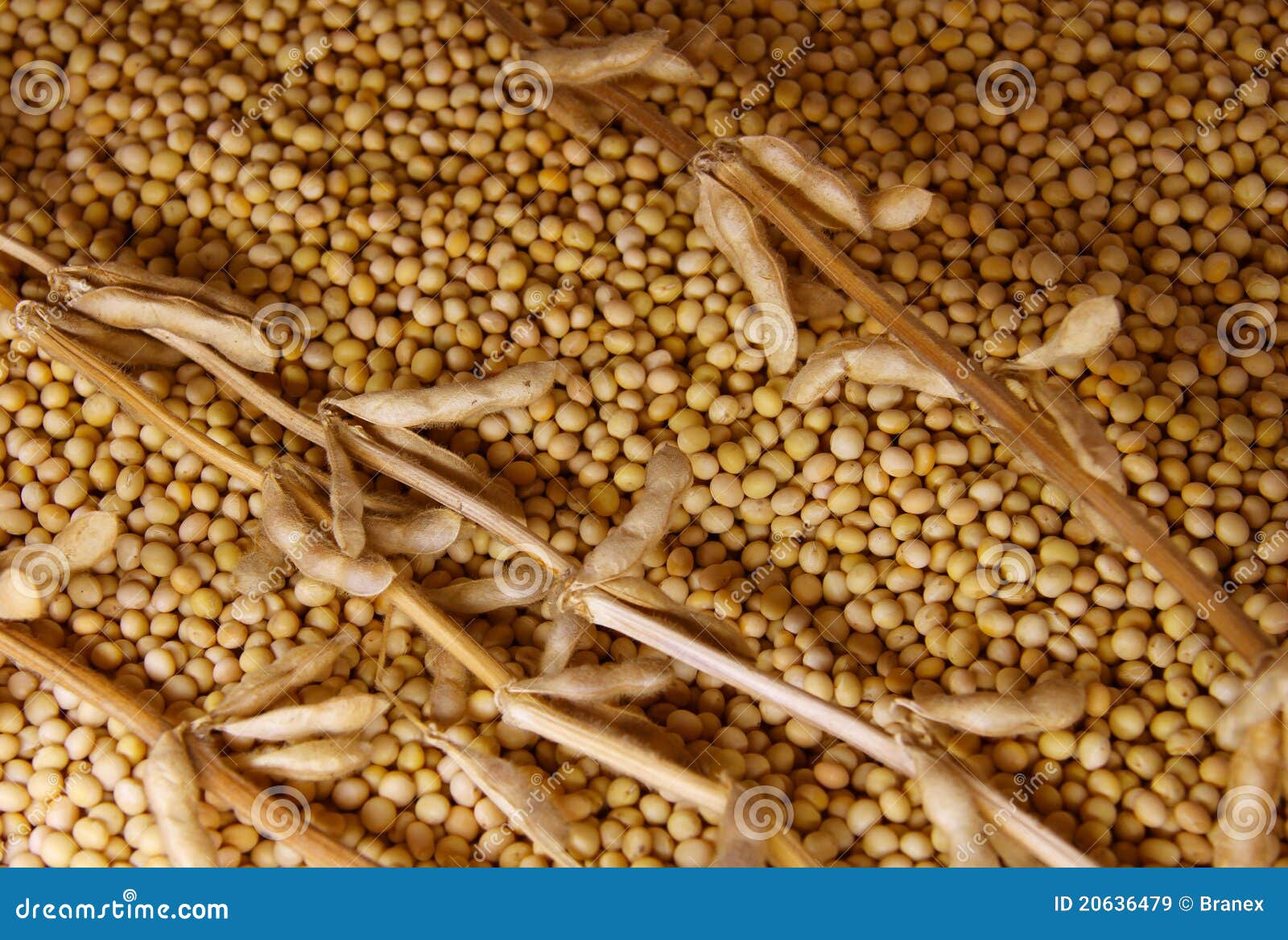 De zaden van de sojaboon stock afbeelding. Image of voedsel - 20636479