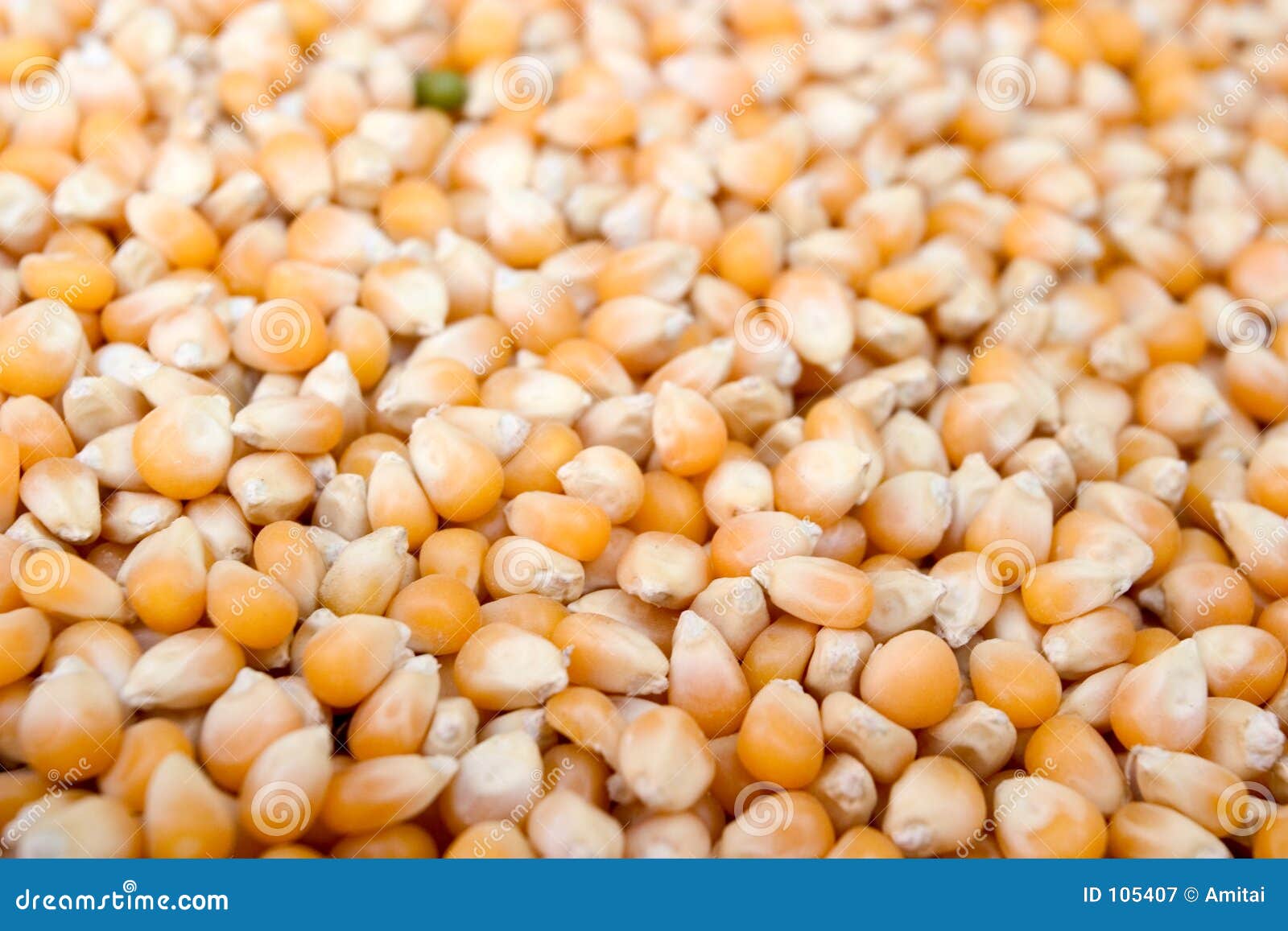 De Zaden van het graan stock afbeelding. Image of voeding - 105407