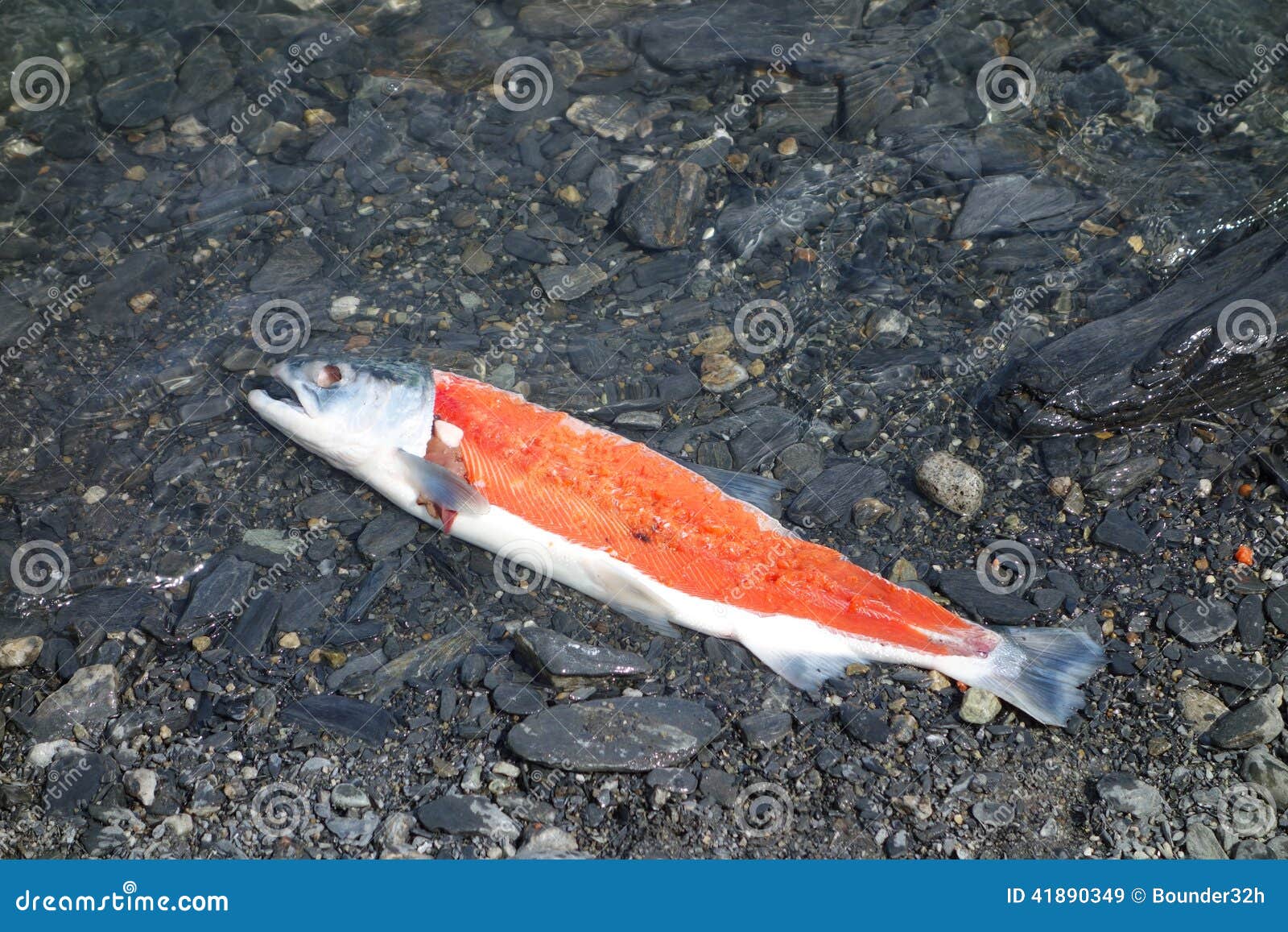 De Zalm Van Alaska Na Het Fileren Stock Afbeelding - Image of gapend ...