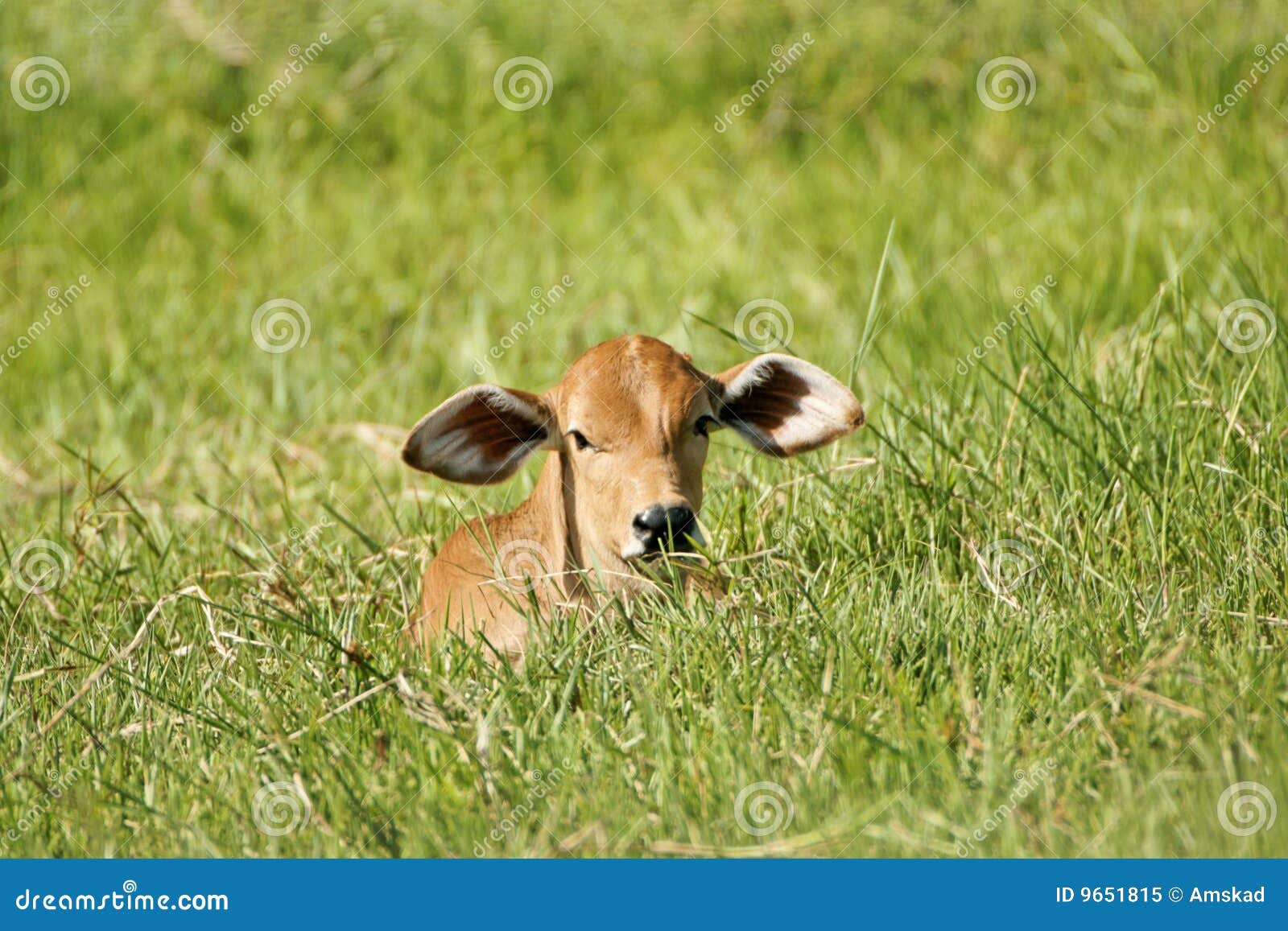 De Zeboe van de baby stock afbeelding. Image of vlieg - 9651815