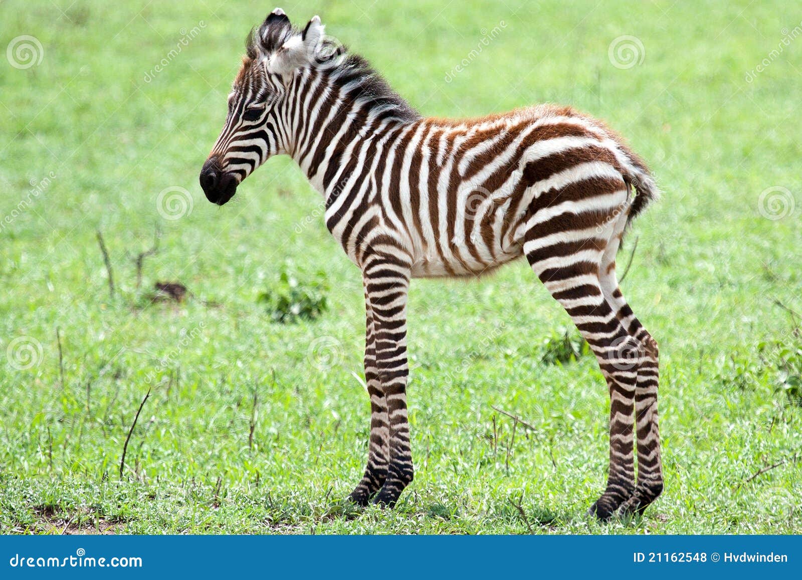De Zebra van de baby stock foto. Image of kinderen, dier - 21162548