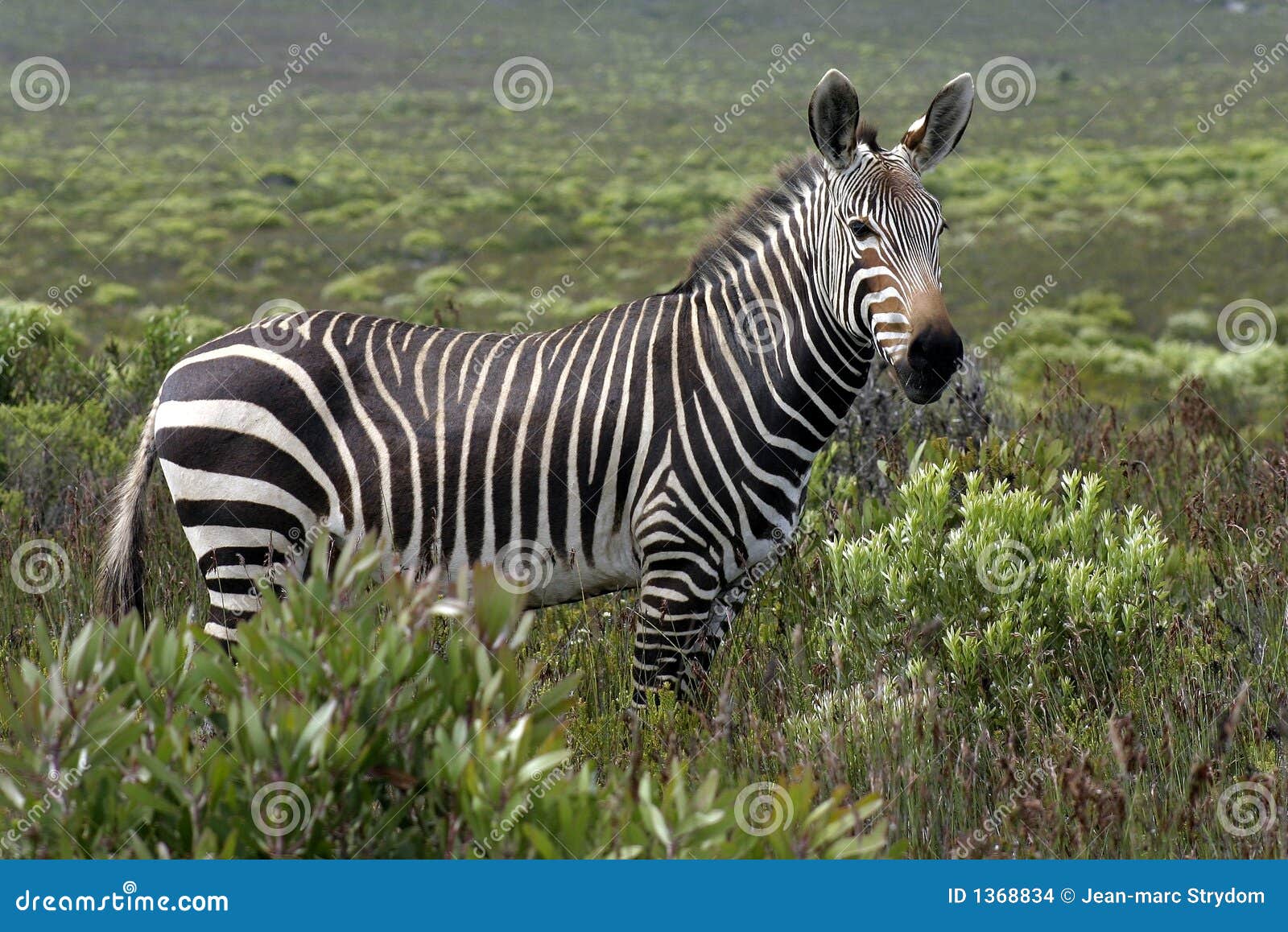 De Zebra Van De Berg Van De Kaap Stock Foto - Image of kossem, berg ...