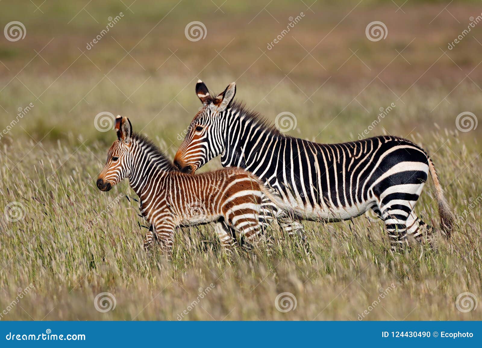 De Zebra Van De Kaapberg Met Veulen Stock Foto - Image of nave, status ...