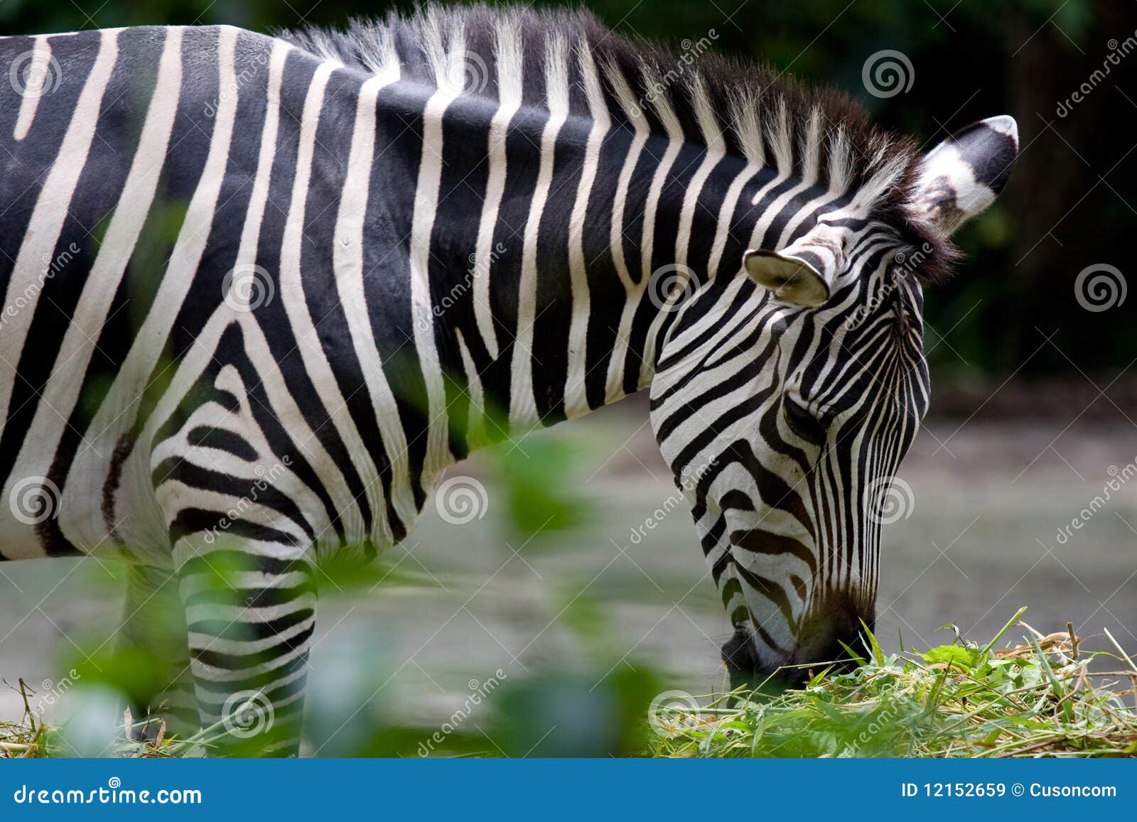 De Zebra is Weiden, Gebroken in De Dierentuin Van Singapore Stock ...