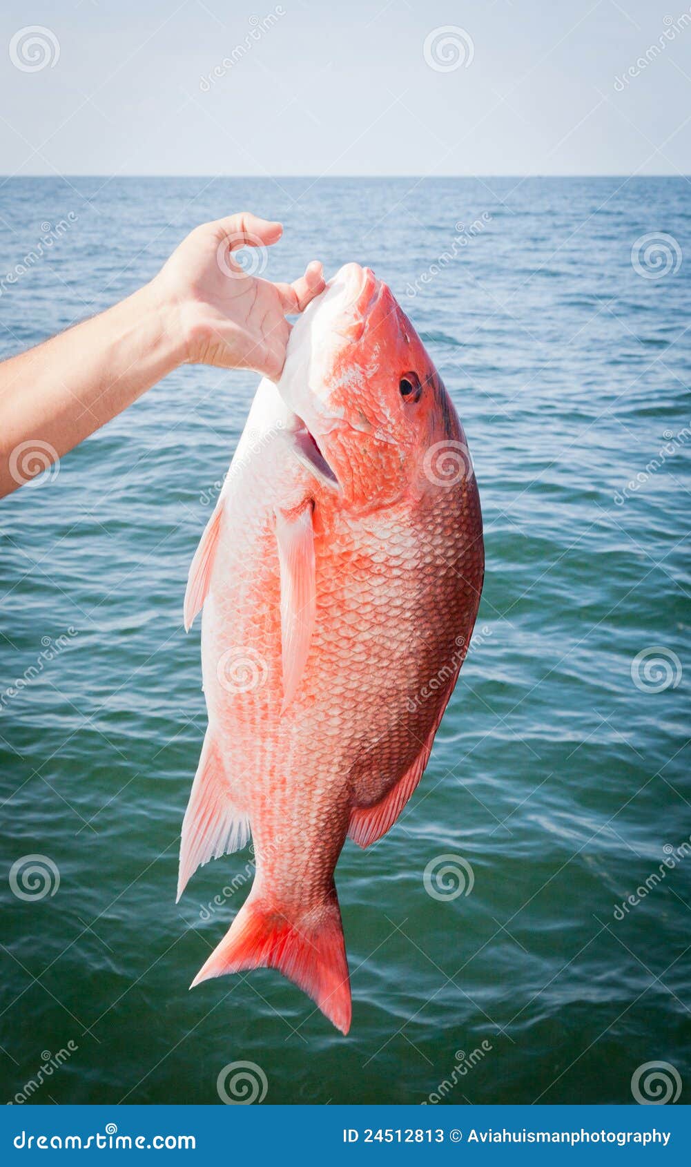 De Zee Visserij Van De Sport: Rode Snapper Stock Afbeelding - Image of ...