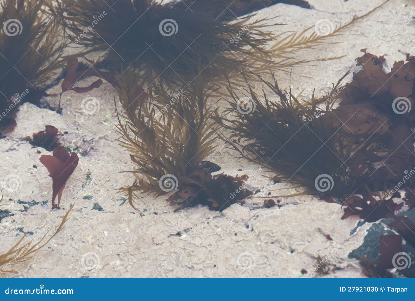 De Zeebodem Van De Zuidelijke Oceaan Stock Foto - Image of meer ...