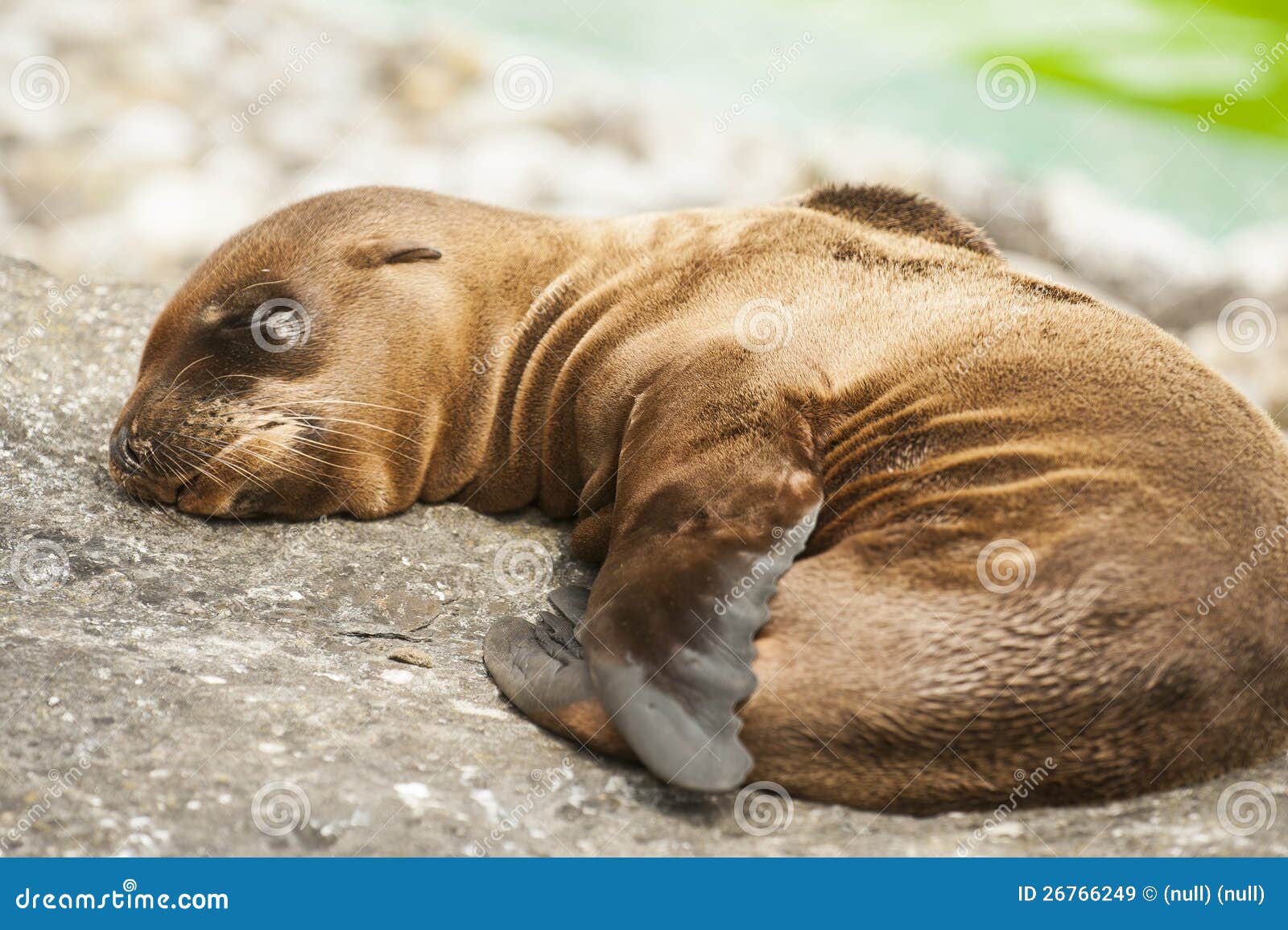 De zeeleeuw van de baby stock afbeelding. Image of klein - 26766249