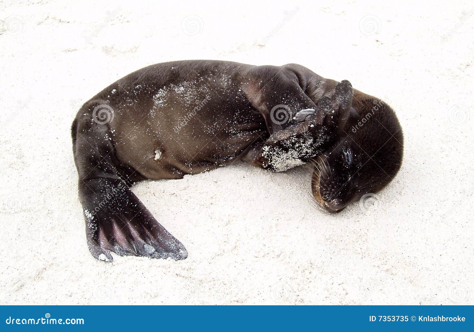 De Zeeleeuw van de baby stock afbeelding. Image of aanbiddelijk - 7353735