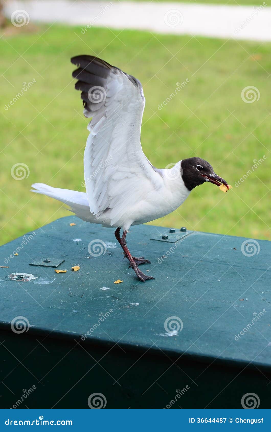 De zeemeeuw eet spaander stock afbeelding. Image of zeemeeuw - 36644487