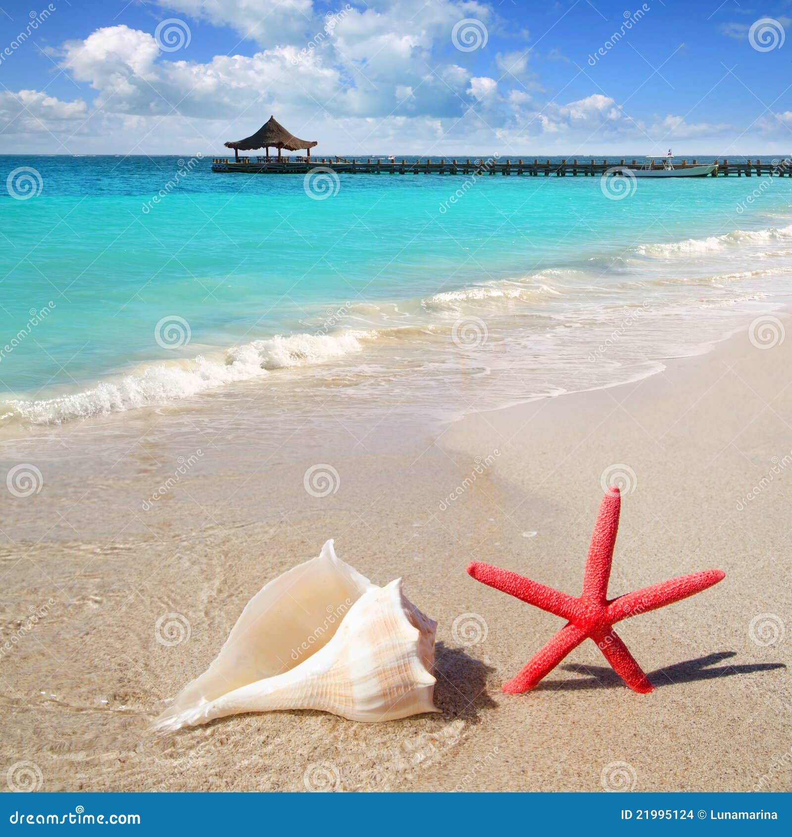 De Zeester En De Zeeschelp Van Het Strand Op Wit Zand Stock Foto ...