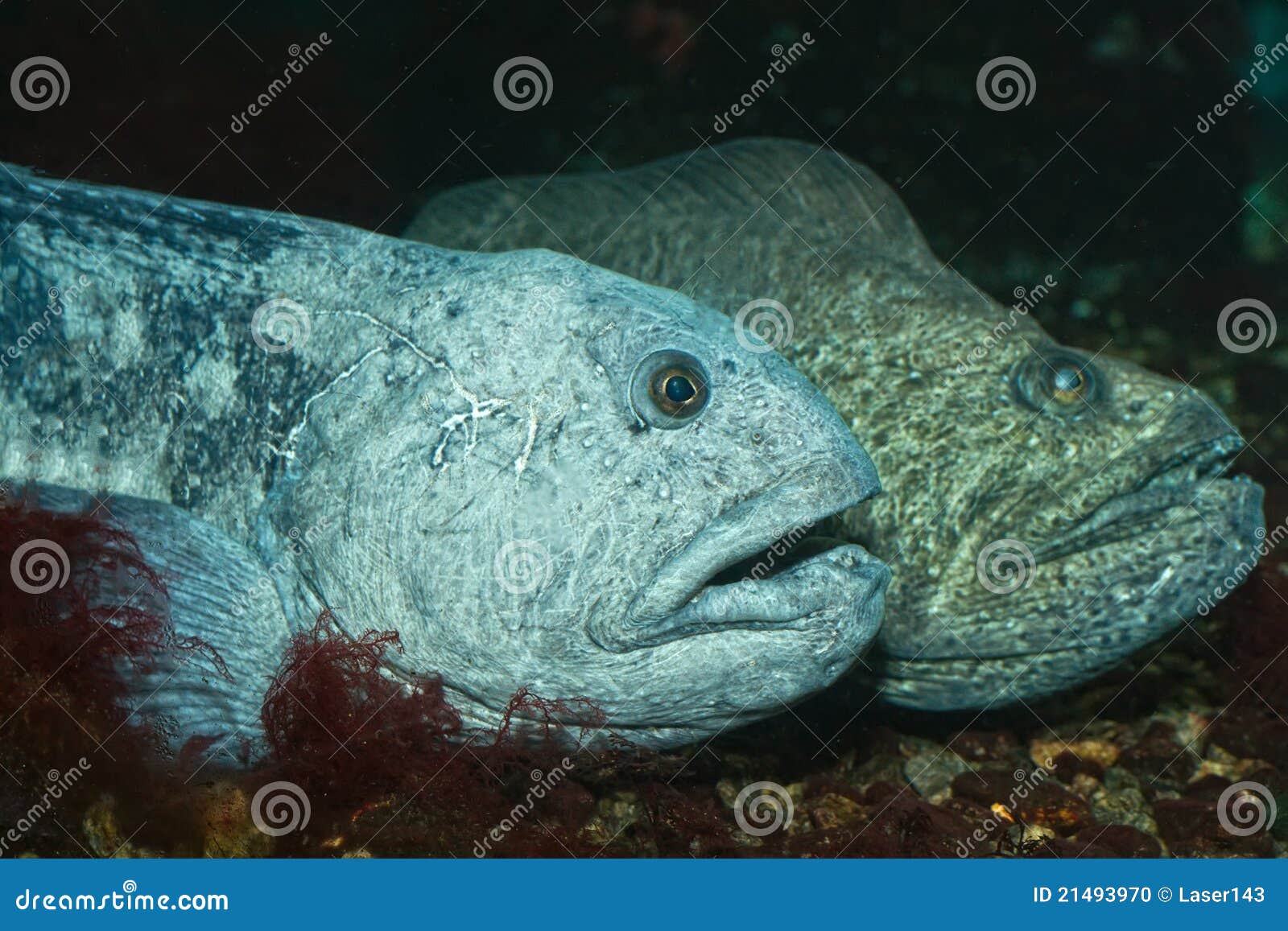 De zeewolf stock foto. Image of wolf, vreemd, biologie - 21493970