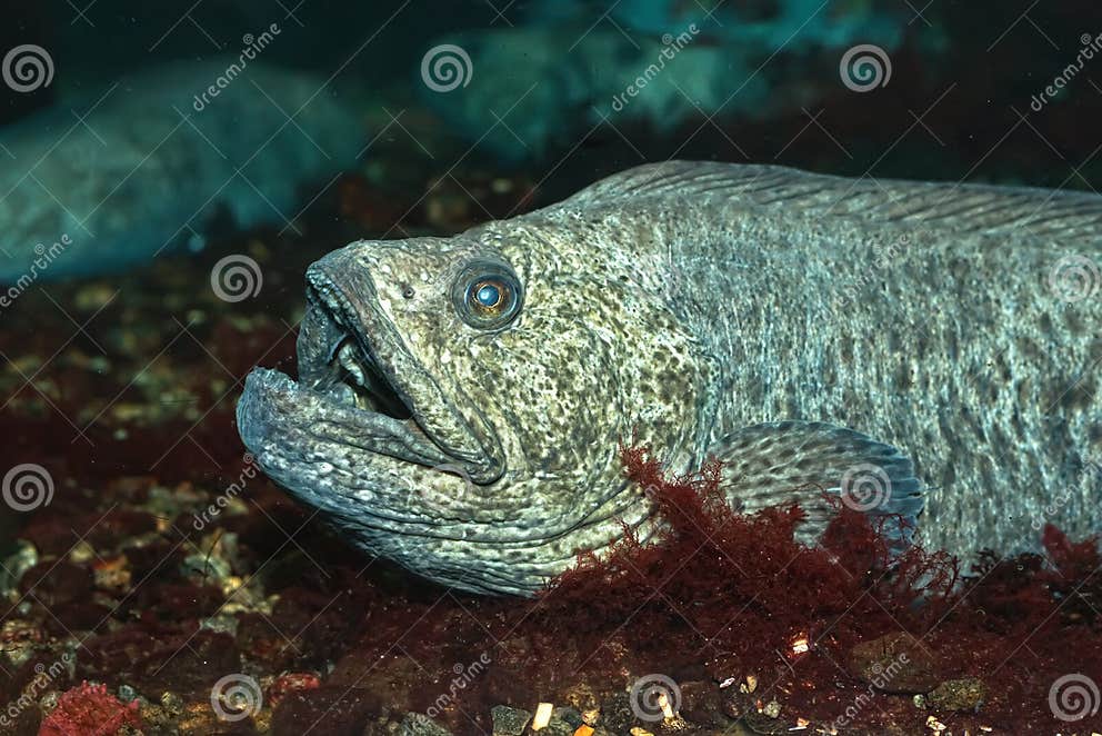 De zeewolf stock afbeelding. Image of wolfszweer, kleurrijk - 21592701