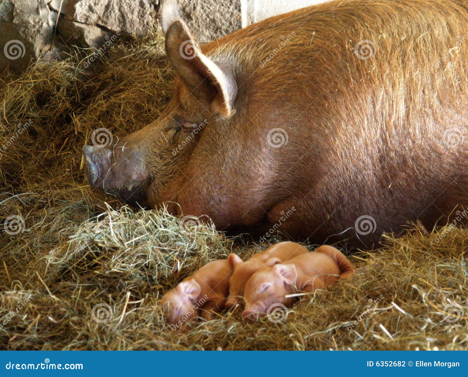 De Zeug En De Biggetjes Van De Moeder Stock Foto - Image of baby ...