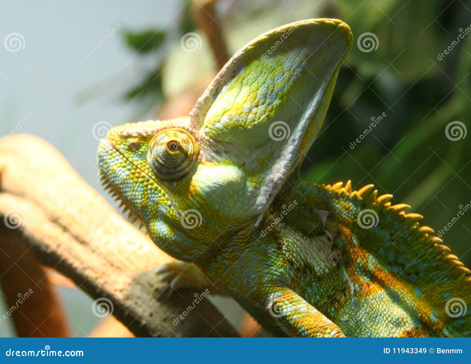 De Zij-mening Van Het Kameleon Stock Afbeelding - Image of mond, koude ...