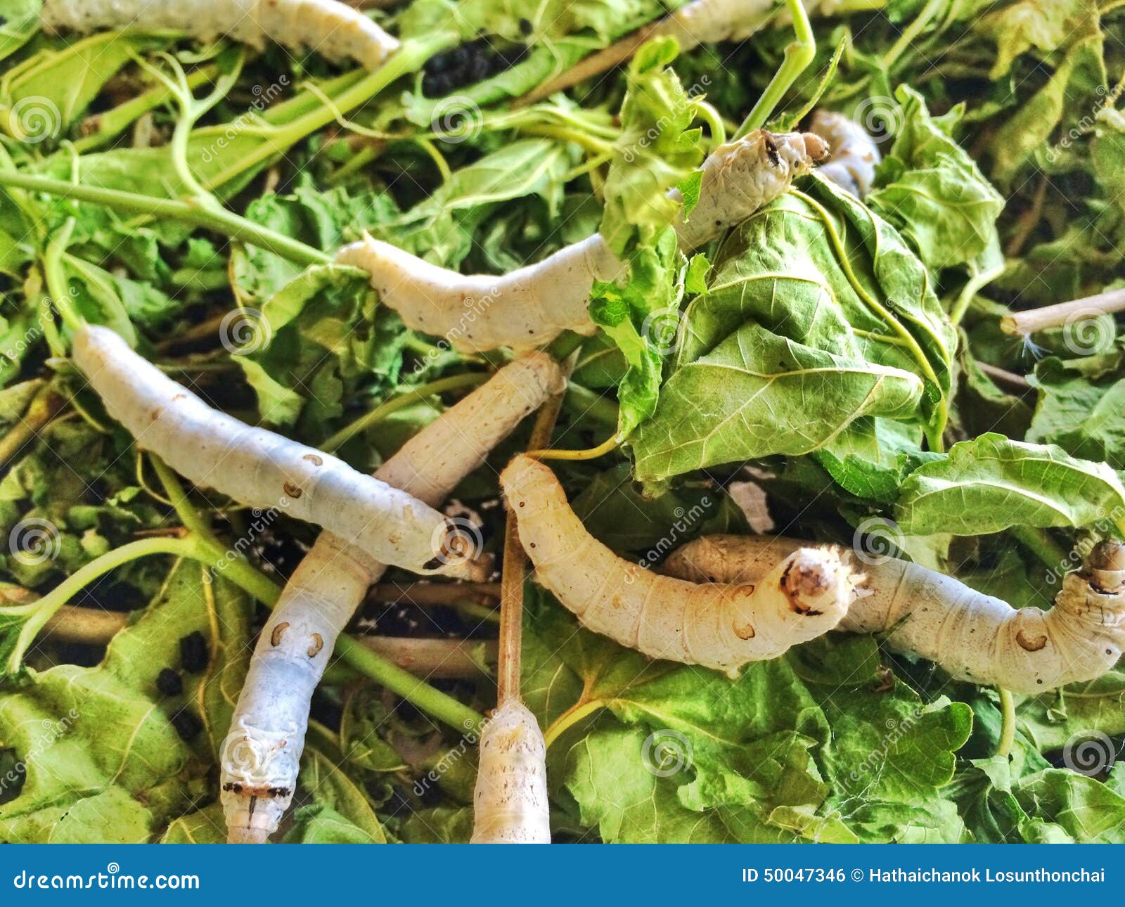 De Zijderups, Larven Eet Alba Morus Stock Foto - Image of cocon, dier ...