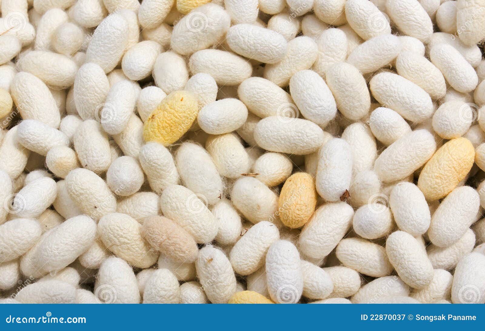 De zijderups van de cocon stock afbeelding. Image of stof - 22870037