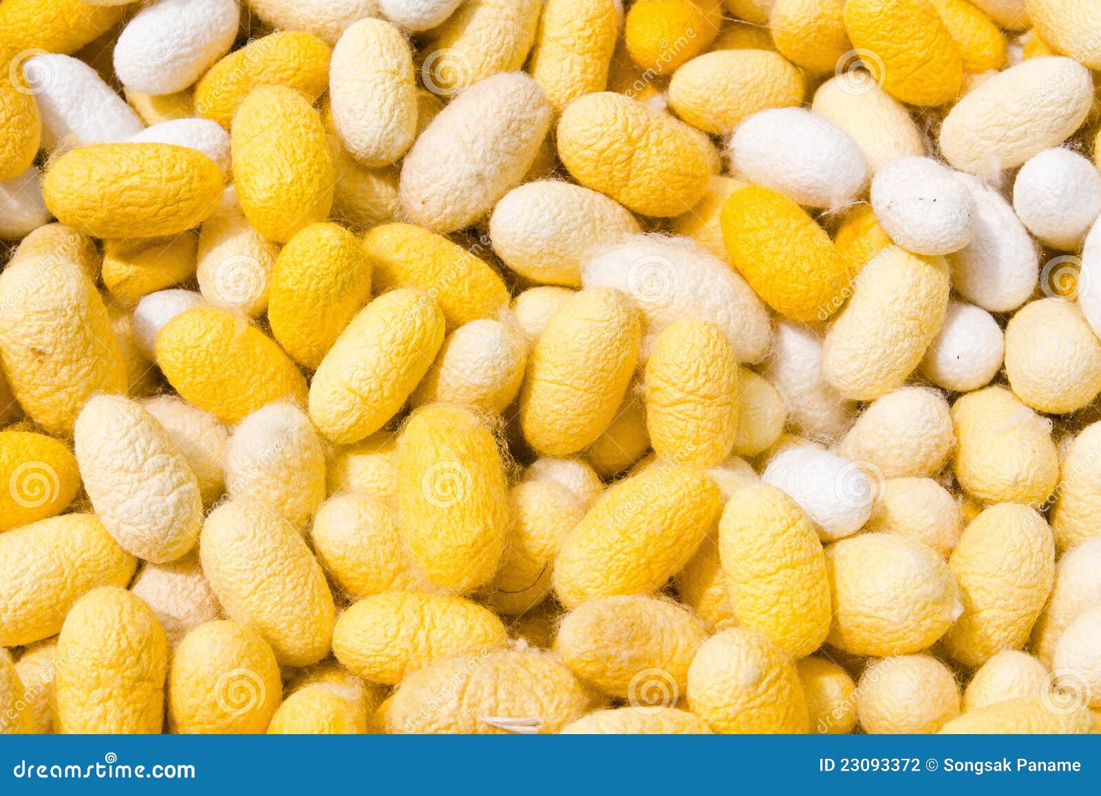 De zijderups van de cocon stock foto. Afbeelding bestaande uit gemaakt ...