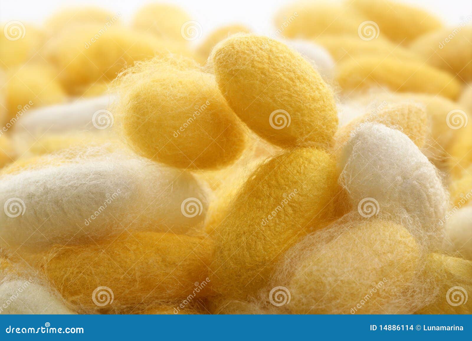 De Zijderups Van De Cocon Velen Gele Zijderups Stock Foto - Image of ...