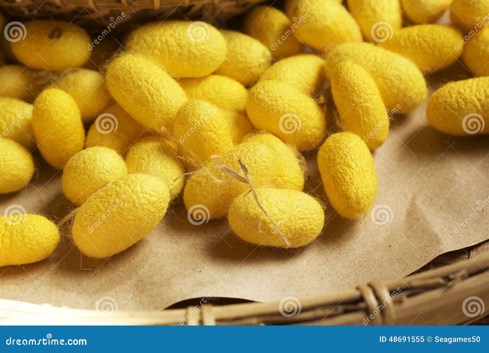 De Zijderups Van De Cocon Velen Zijderups Stock Afbeelding - Image of ...