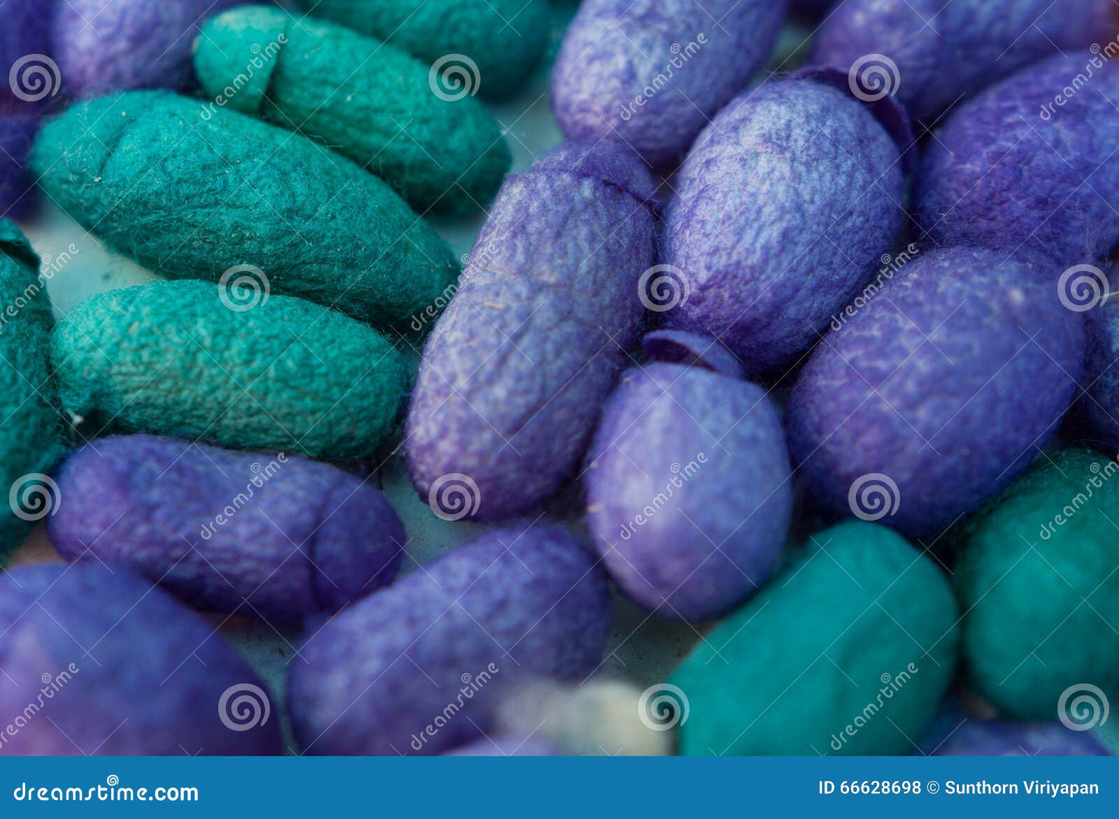 De Zijderups Van De Cocon Velen Zijderups Stock Foto - Image of ...