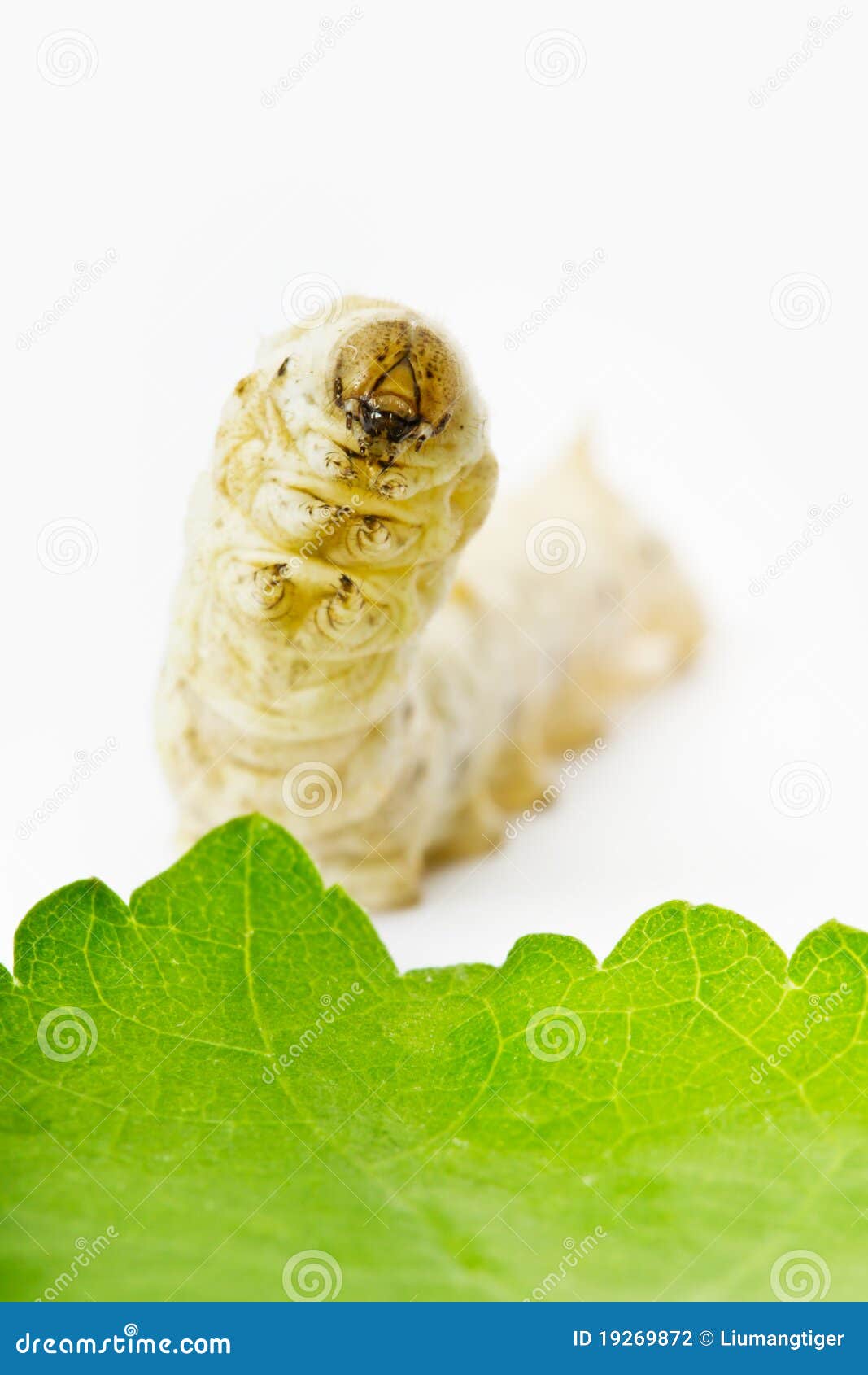 De Zijderups Van De Moerbeiboom Stock Foto - Image of organisch ...