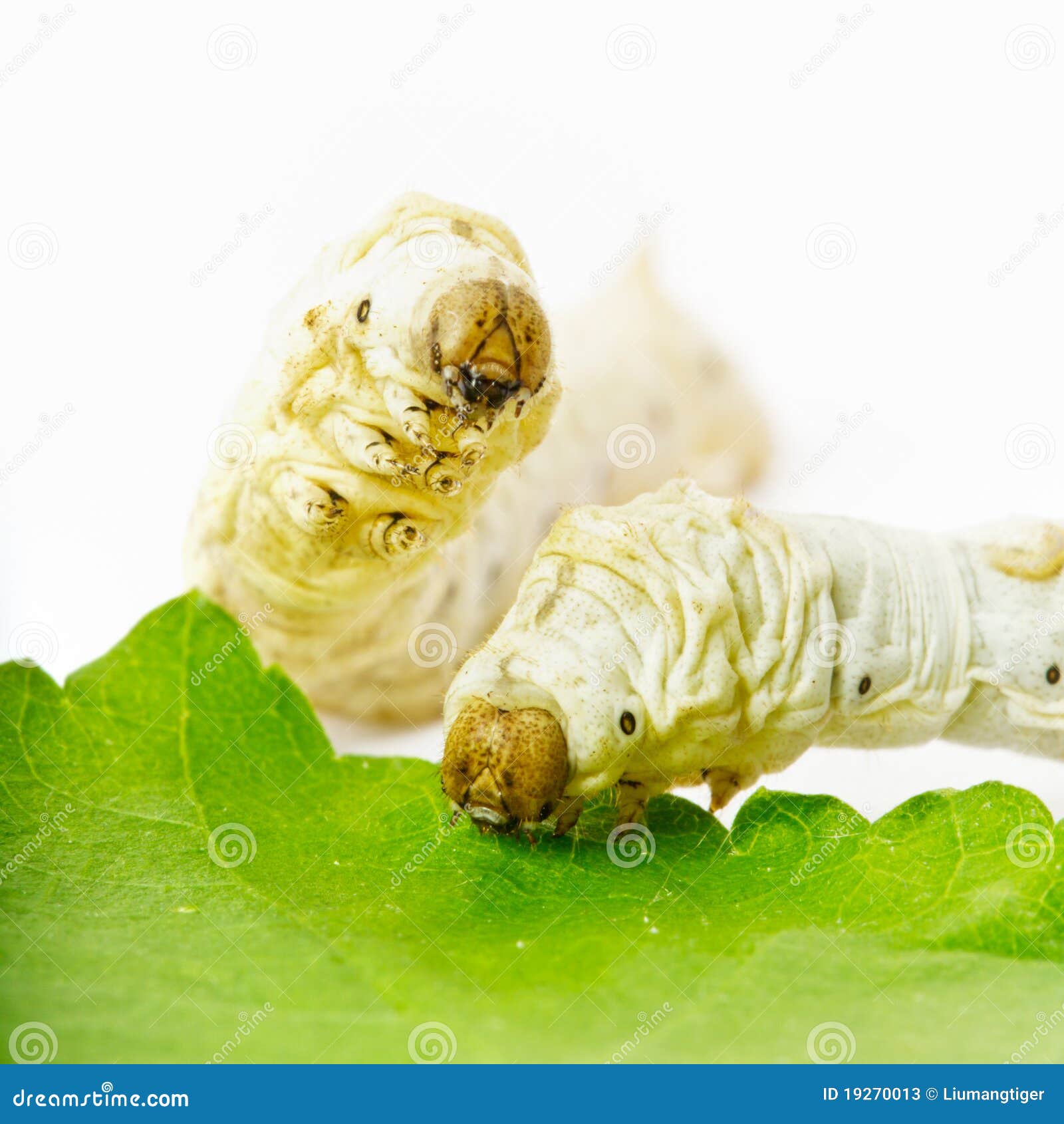 De Zijderups Van De Moerbeiboom Stock Afbeelding - Image of groei ...