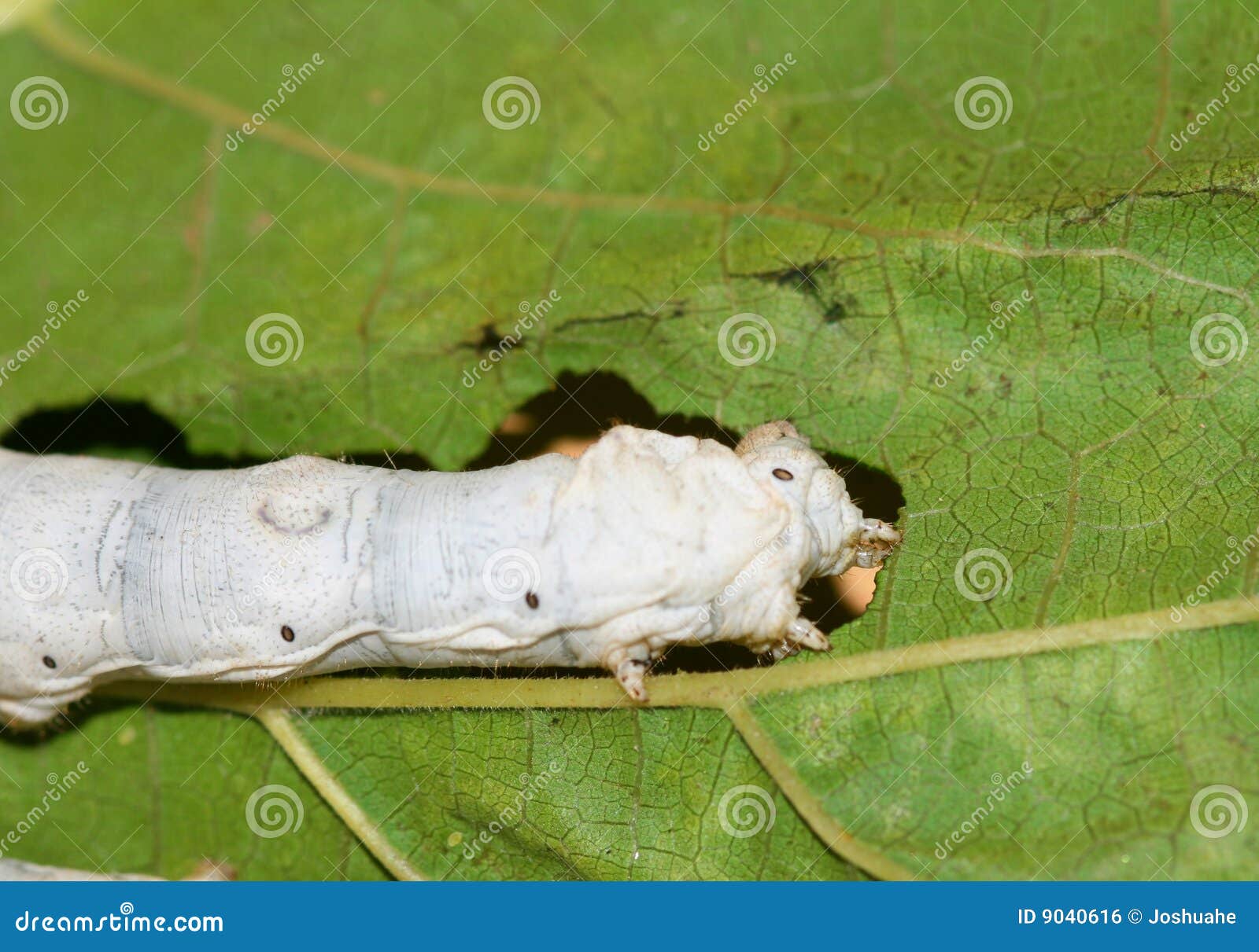 De Zijderups Van De Moerbeiboom Stock Foto - Image of insect, bladeren ...