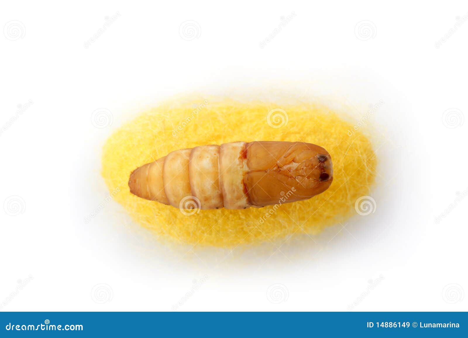 De Zijderups Van De Pop Op Zijderupscocon Stock Afbeelding - Image of ...