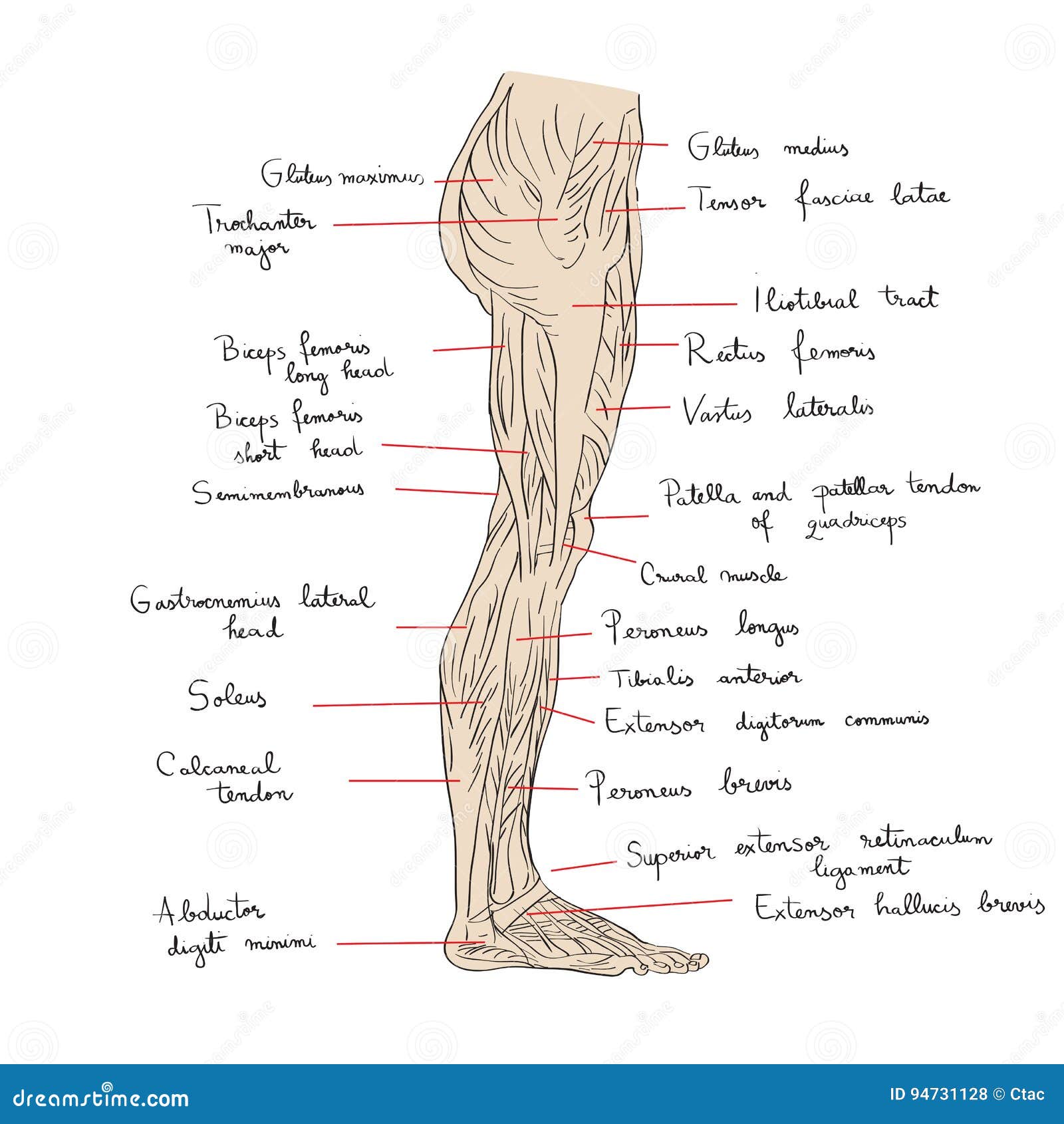 De Zijtekst Van Beenspieren Stock Illustratie - Illustration of ...
